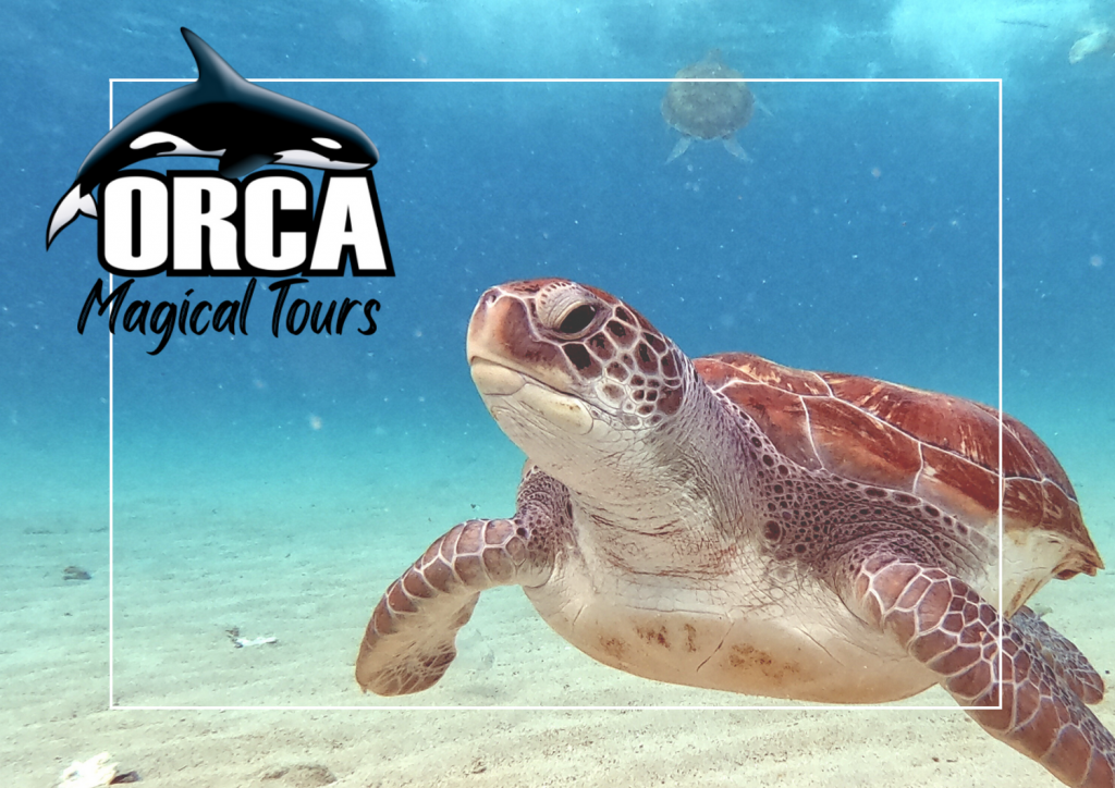 ORCA Magical Tours Egypt - ORCA Dive Clubs
